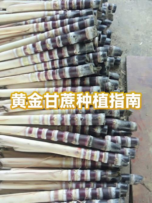 黄金甘蔗种植技术视频教程截图