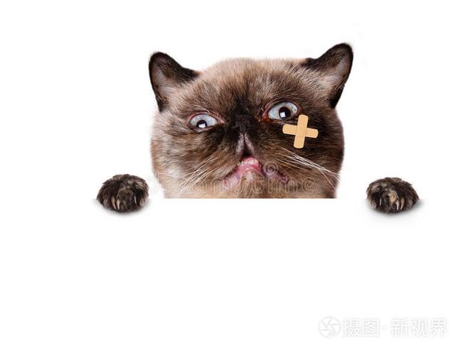 坏坏猫最新版去广告图标