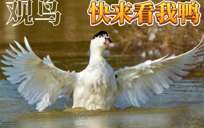 泥鸭是什么鸭图标