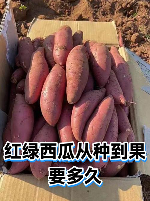 西瓜挂不住果怎么办图标