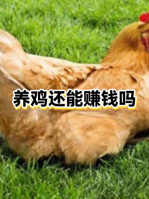 养鸡赚钱几个亿