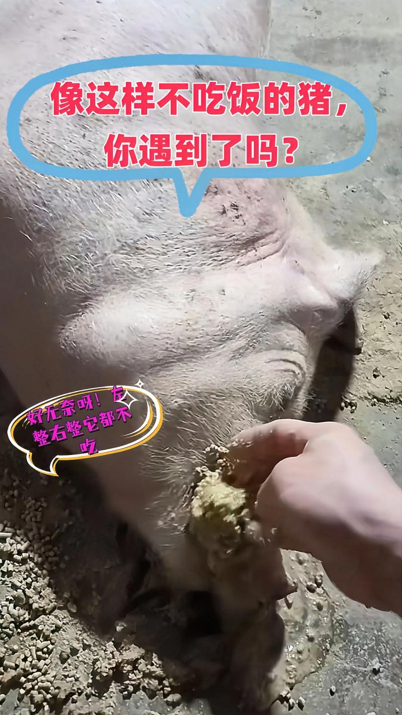 猪鼻子无汗不吃啥原因图标