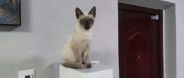 矿工猫是暹罗猫吗图标