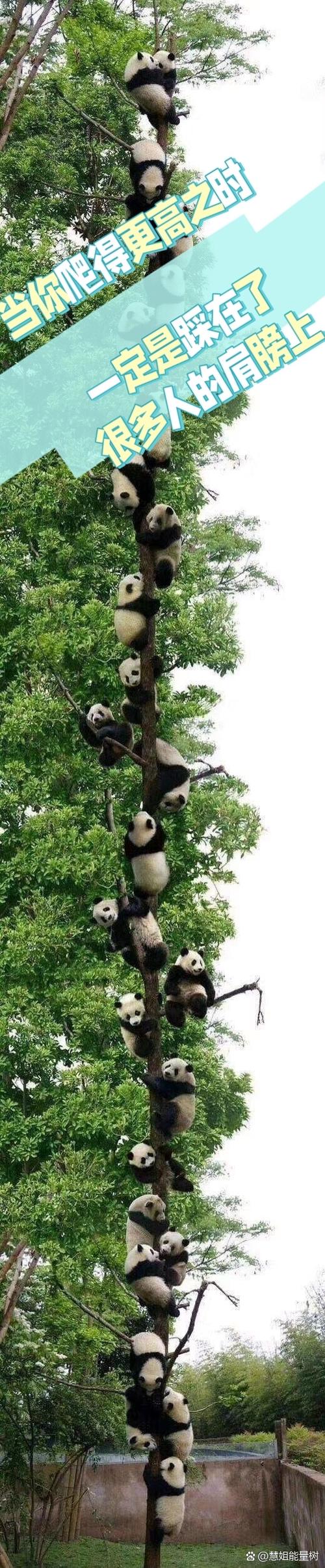 斥巨资接熊猫图标