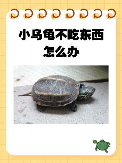 小乌龟要是在家里不见了怎么办截图