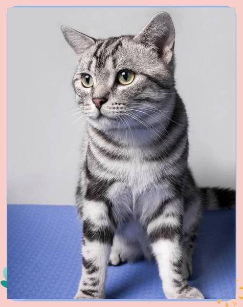 美短猫控制图标