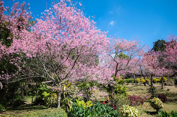 樱花flower图标