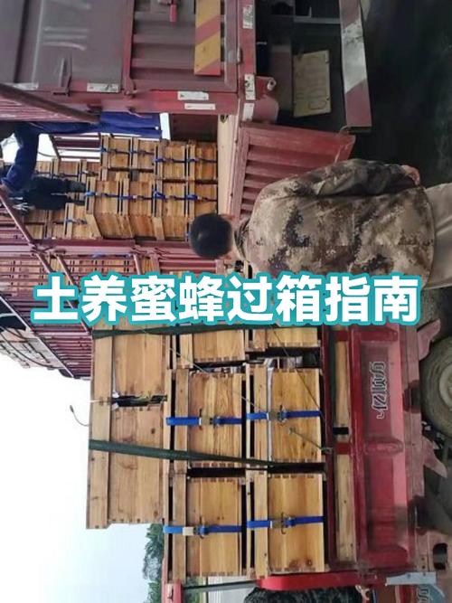 蜜蜂怎样过箱图标