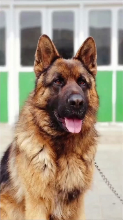 警犬赤龙第18集的剧情简介图标
