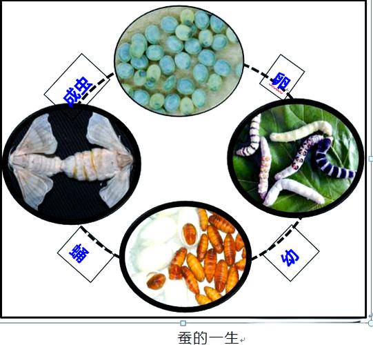 昆虫进化模拟器下载图标