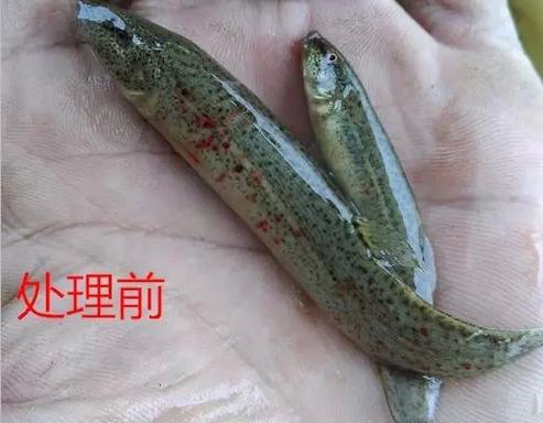 咸鱼身上的白点是什么图标