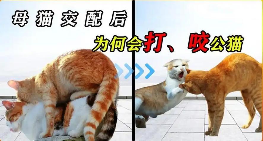 母猫声音吸引公猫图标