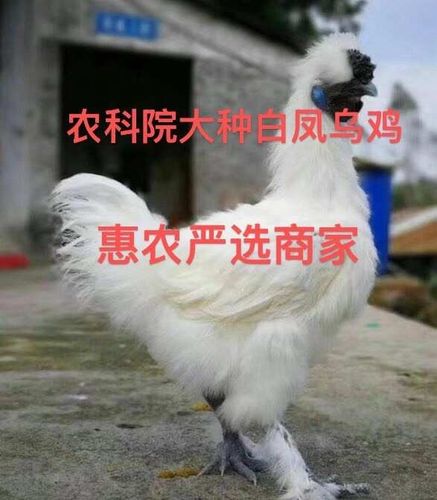 小科科3.0官方正版安装