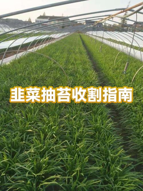 韭菜收割者下载图标