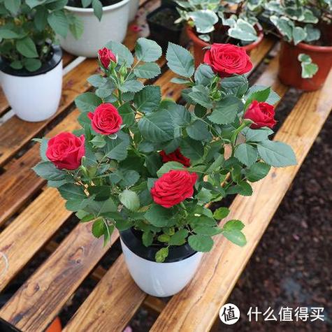 玫瑰养殖方法和注意事项图标