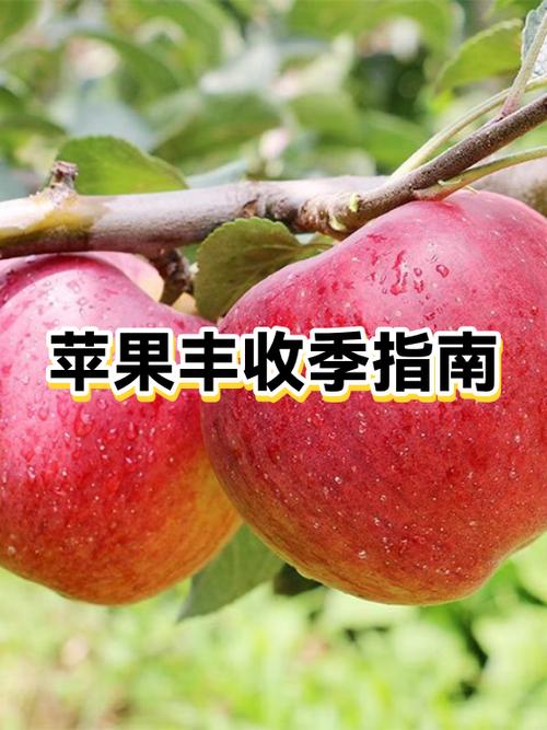 苹果哪个版本最好用图标