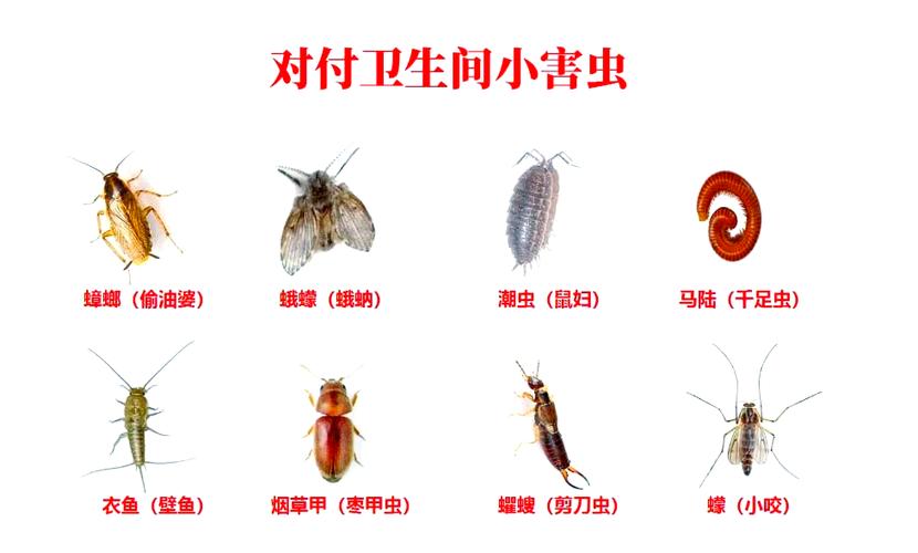 家里常见的虫子有哪些图标