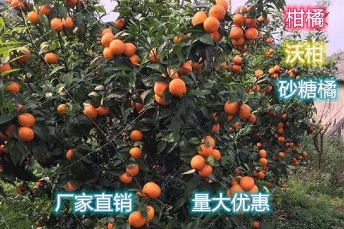 柑橘网图标