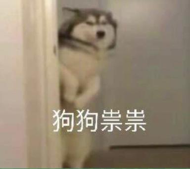 狗的意思网络用语截图