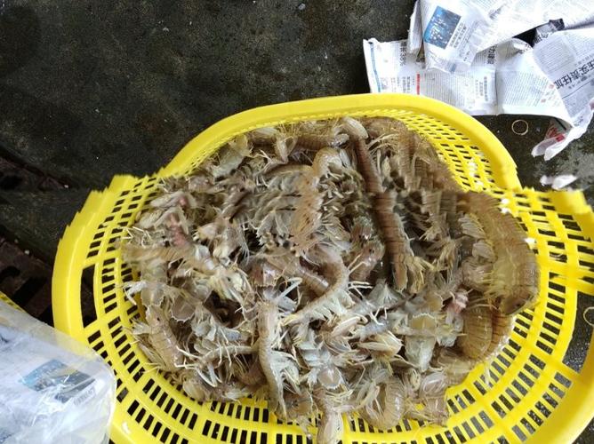 海南产皮皮虾吗截图