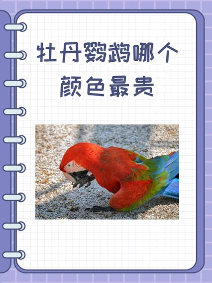 牡丹鹦鹉配色口诀截图