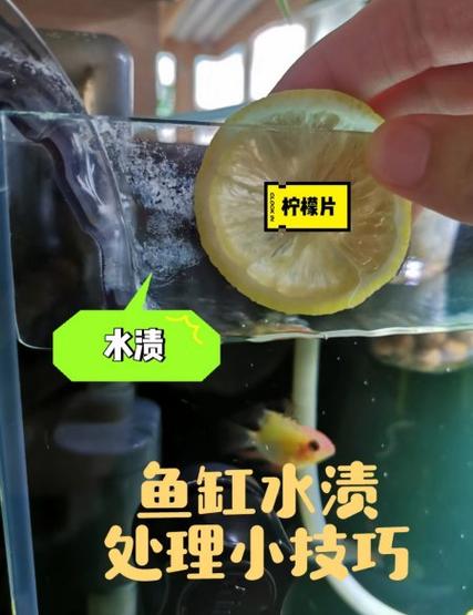去除鱼缸腥味的最快方法