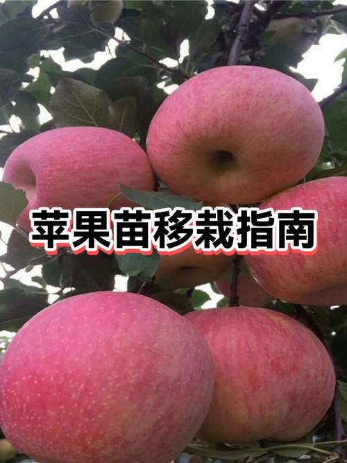 苹果搬家到苹果图标