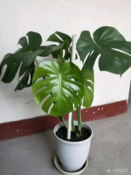 平民必练5大植物图标