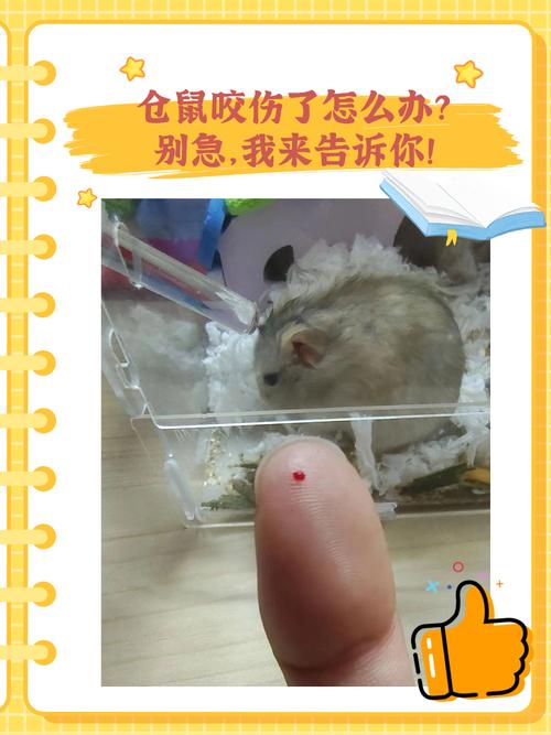 被仓鼠咬破了一层薄皮有点痛游戏截图