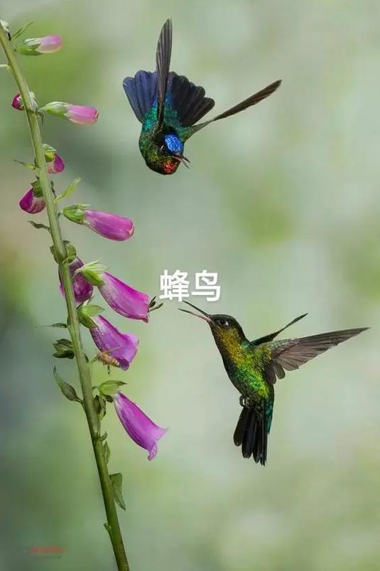 蜂鸟团队版官方图标