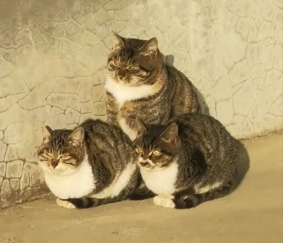 叠猫猫是什么意思图标