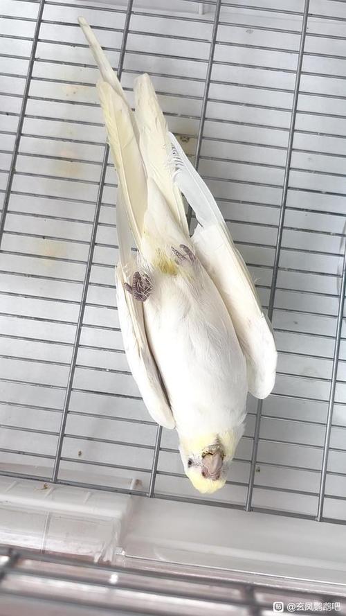 鹦鹉快死前的征兆图标