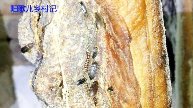 肉长虫了怎么处理?图标