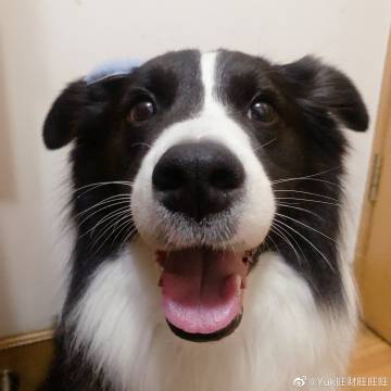 旺旺财旺旺财歌词图标