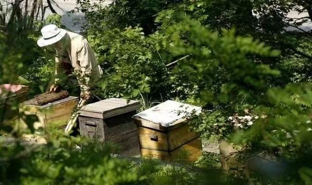 怎样把蜜蜂引进蜂箱视频图标