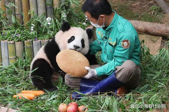 养熊猫图标