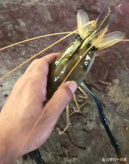 钓鱼日常巨型淡水虾截图