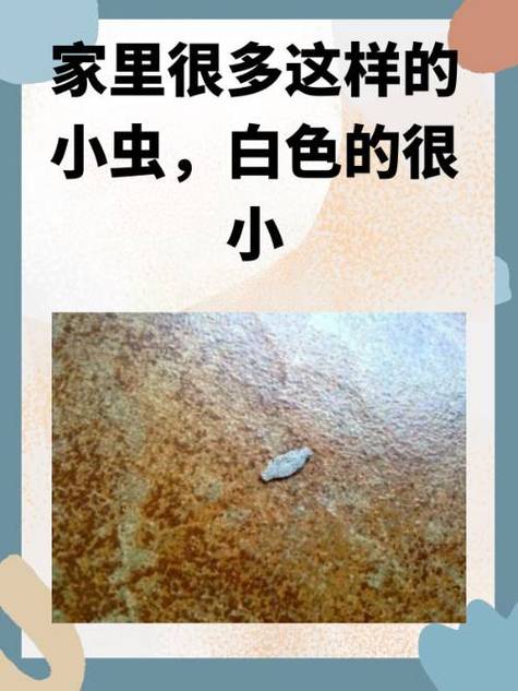屋里有小飞虫要警惕了图标