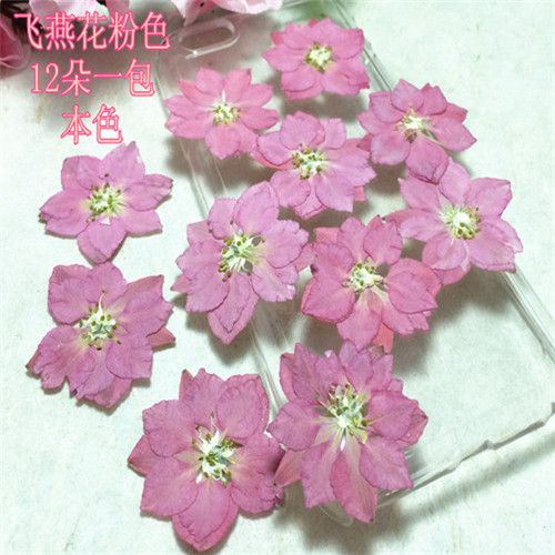 千鸟飞燕花截图