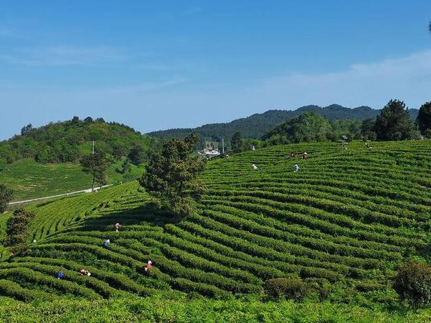 田野的春天茶叶面图标