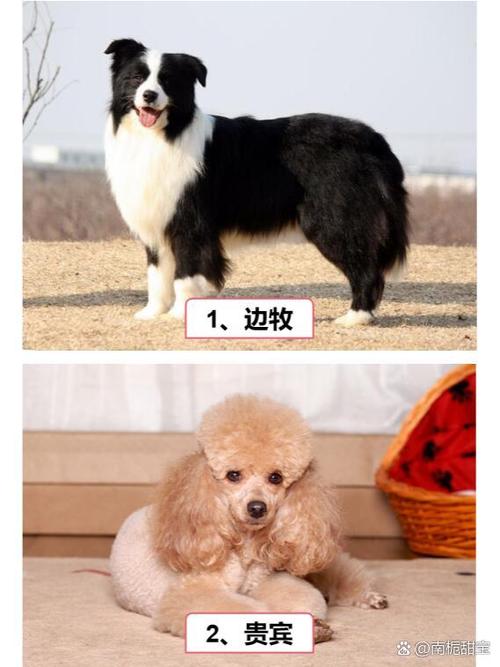 十大聪明狗排行榜前十名图标
