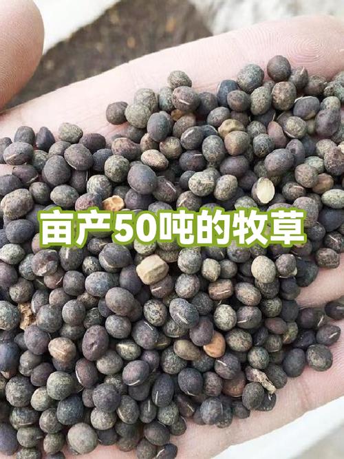 亩产60吨牧草品种大全图标