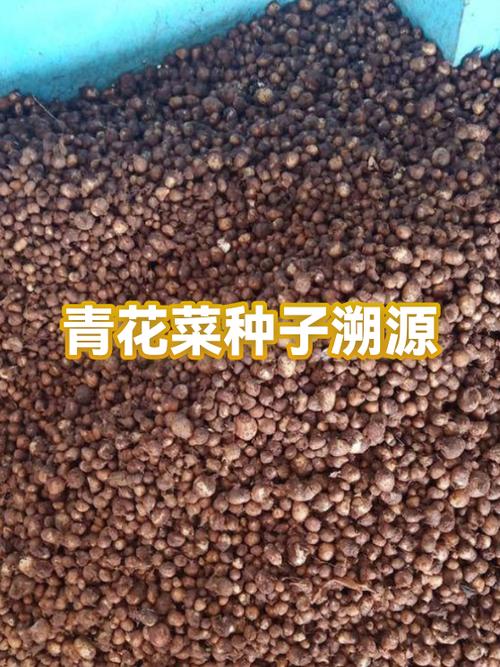 起源种子图标
