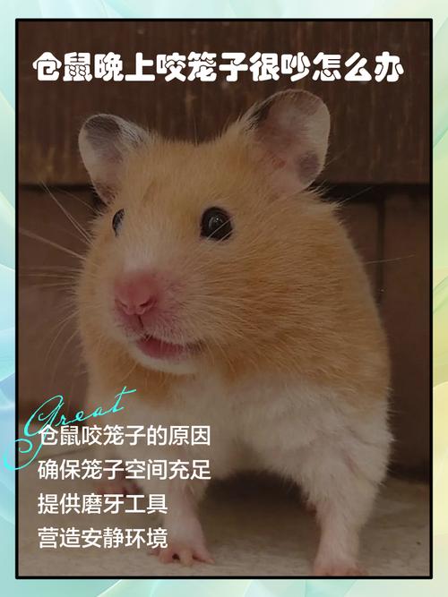 仓鼠半夜咬笼子吵死了图标