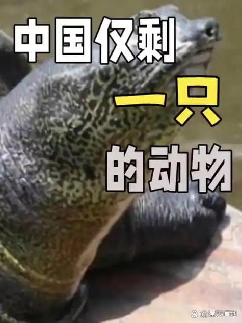 神秘动物园中国版截图