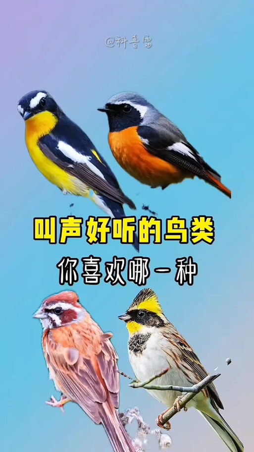小鸟的叫声是截图
