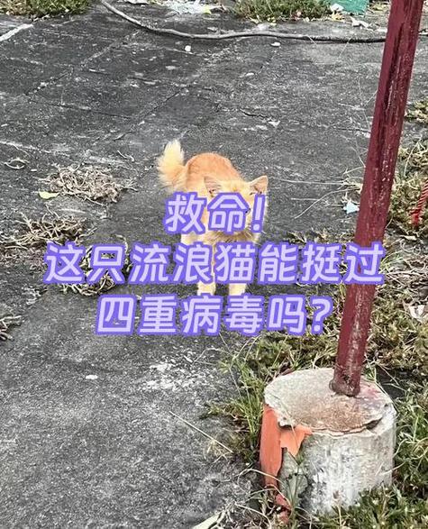 猫瘟小猫一般几天能扛过来图标