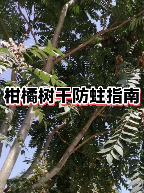 树干有蛀虫怎么处理图标