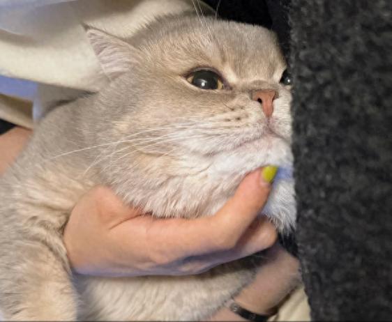 养猫带财吗截图