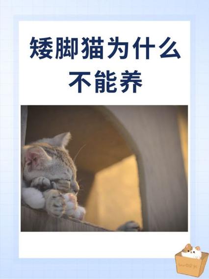 猫不能养了怎么办截图